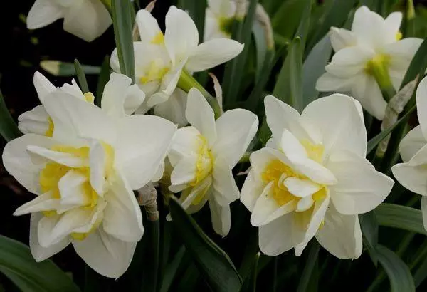 Hvite påskeliljer