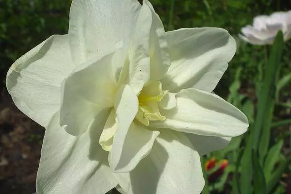 سفید پھول