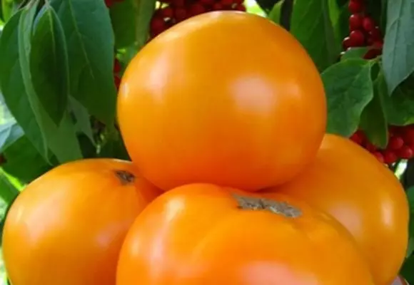 Aussehen Tomatenkloster Trapez