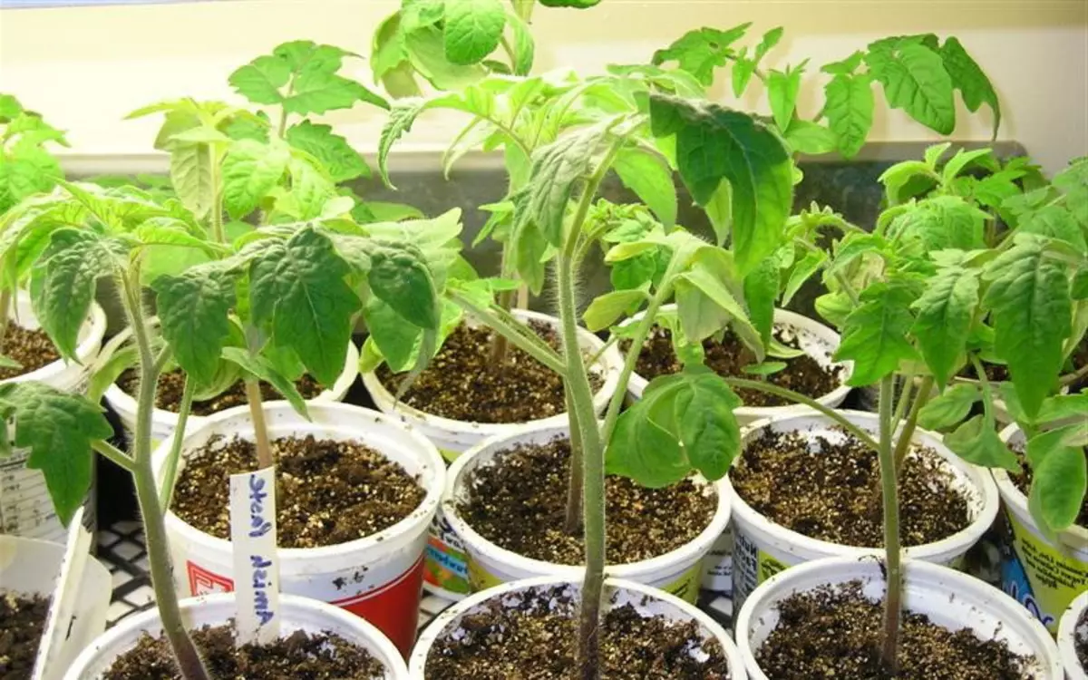Tumatir seedlings