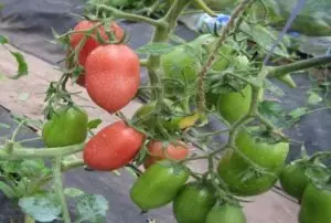 Russiýanyň pomidoryň pomidoryň beýany we aýratynlyklary