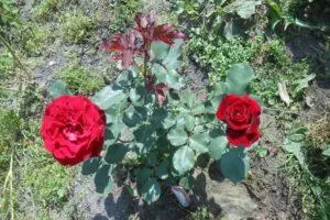 Description de la grande variété de roses Don Juan, Règles d'atterrissage et de soins