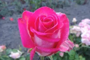 Popis a charakteristika růže odrůd Angezhent, přistání a péče