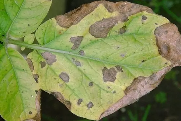 វ៉ារនីកូលវ៉ាដ