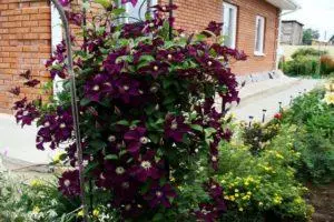 ویژگی ها و فرود Clematis درجه Rouge کاردینال، گروه پیرایش