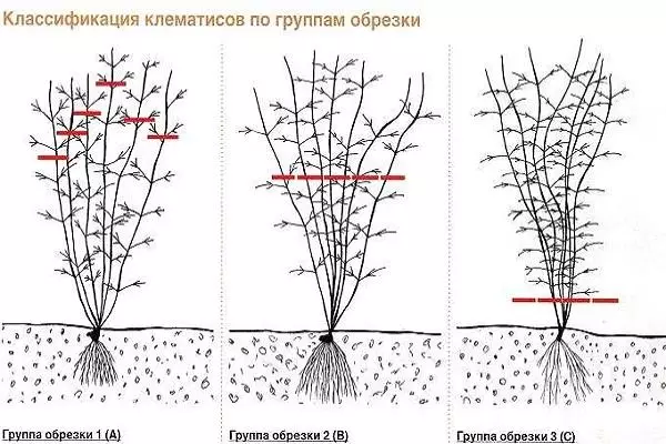 Топтук трим