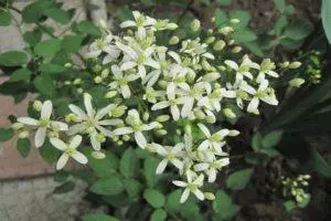 urals میں clematis کے لئے لینڈنگ اور دیکھ بھال کے لئے قواعد، قسموں اور کشتی کا انتخاب