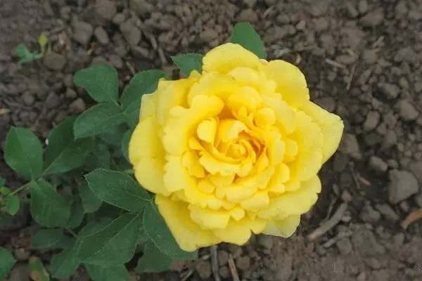 ყვითელი ყვავილი