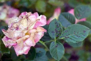 Hoe om swart spottedness op rose te behandel, doeltreffende middele vir verwerking