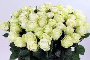 Opis i karakteristike ruža ruža Avolant, rast i reprodukcija