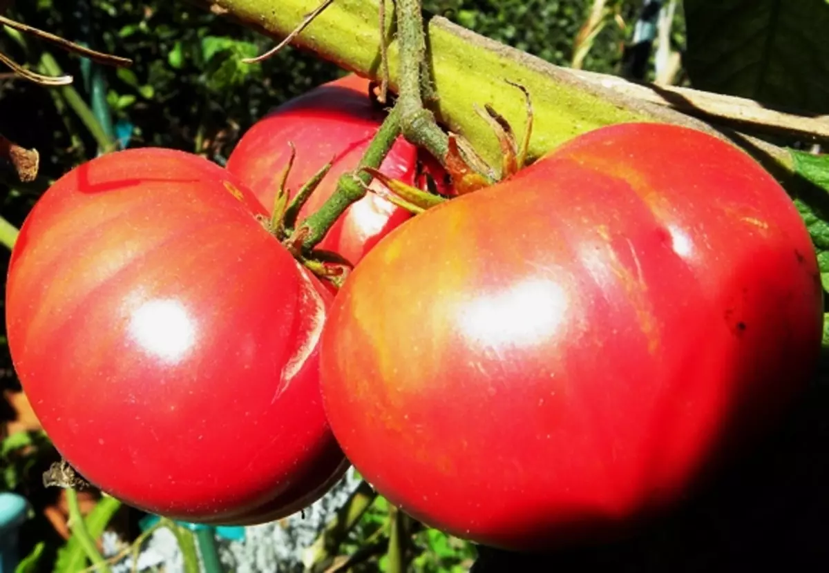 Bursa Tomatoaty ግዙፍ ቀይ ቀይ