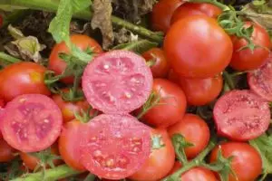 Pomidor o BMT Rossoning xilma-xilligini, uning xarakterli va hosilini tavsiflaydi