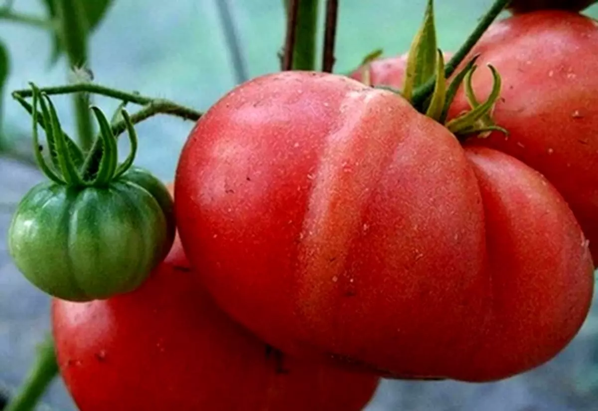 Rajčatový červený obří na zahradě