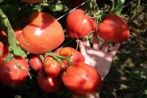 Mô tả về Tomato Miracle Altai Miracle, đặc điểm phát triển và chăm sóc
