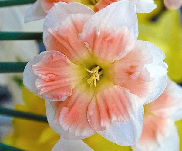Нарцис цвет