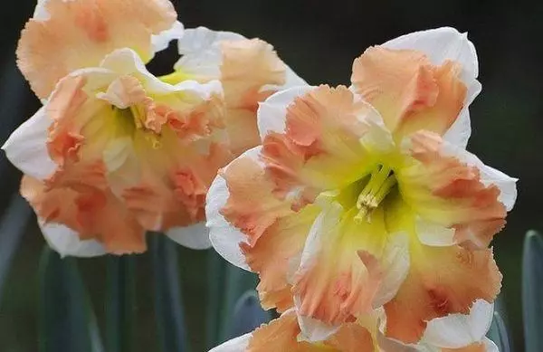 Narcissus aias