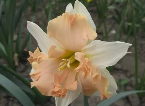 Narcissus цэцэг