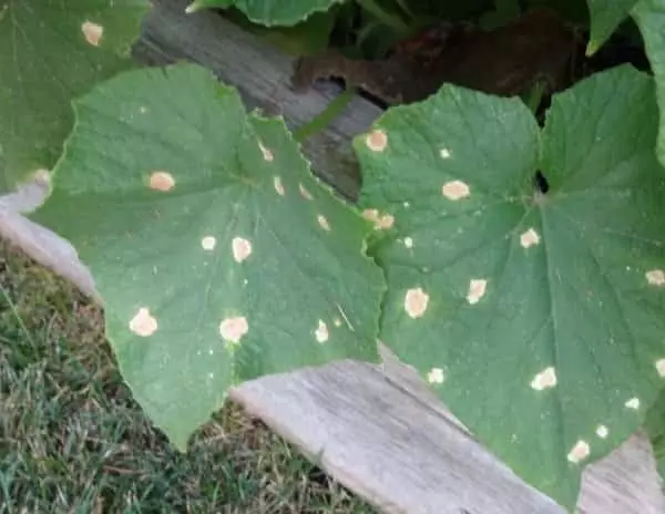 Macchie bianche sulle foglie del cetriolo