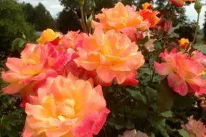 Descrizione e regole delle rose in crescita Floribunds Samb Varietà