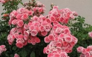 Descrición das variedades de rosas Floribunda, aterrizaje e coidado en terreo aberto para principiantes