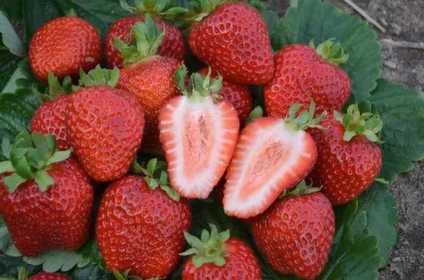 Mkpụrụ osisi strawberry