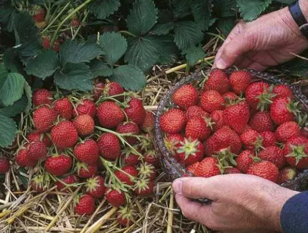 جمع آوری و ذخیره سازی