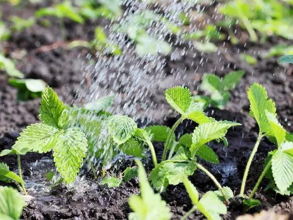 Bewässerung von Erdbeeren