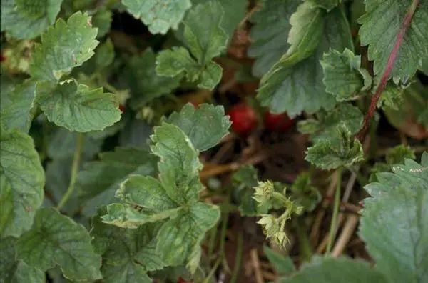 Ọrịa nke strawberry