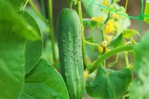 Paglalarawan ng grado ng mga pipino na labis na F1, ang ani at paglilinang nito