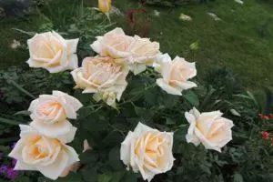 Danasîna çay-hybrid Rose Versil Grade, teknolojiya mezinbûnê