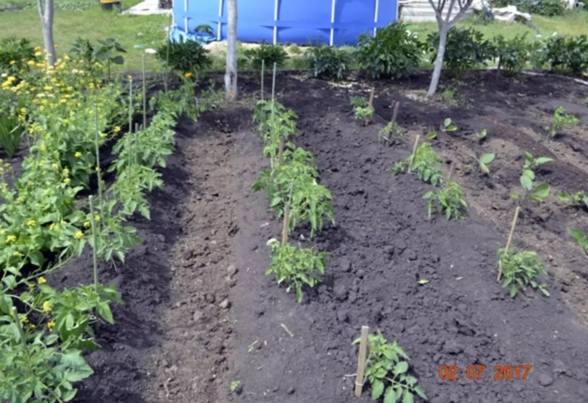 Κήπος λαχανικών με ντομάτες