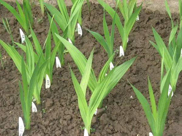 Gladiolus spruits