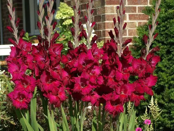 Red Gladiolus.