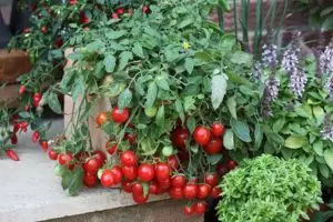 Funktioner af voksende kirsebær tomater på vindueskarmen derhjemme