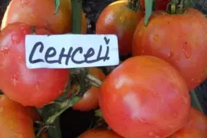 Карактеристичен и опис на разновидноста на домати сенсеи, неговиот принос