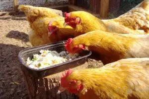 Receita sinxela como levantar as galiñas de produción de ovos na casa