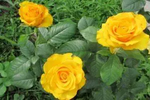 Опис и карактеристике сорти ружа КЕРИО, растући и нега