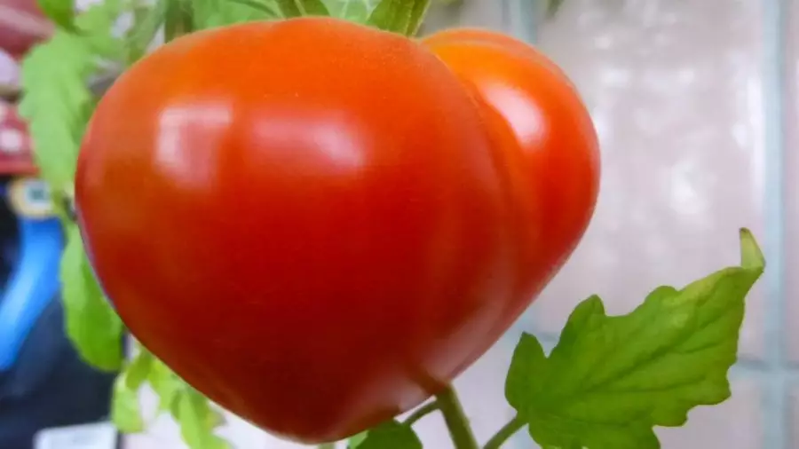 Tomato budenovka: toetra sy famaritana karazana, manome sary