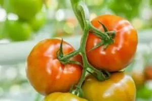 Descrición xeral das mellores variedades de tomates para a rexión de Volgograd