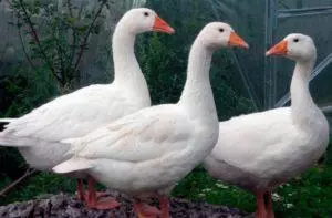 Kaz cinsinin tanımı ve özellikleri Mamut, üreme ve bakım için kurallar