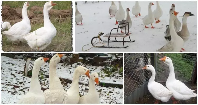 Ọtụtụ geese