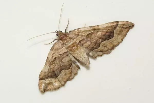Malaya Pyadenitsa