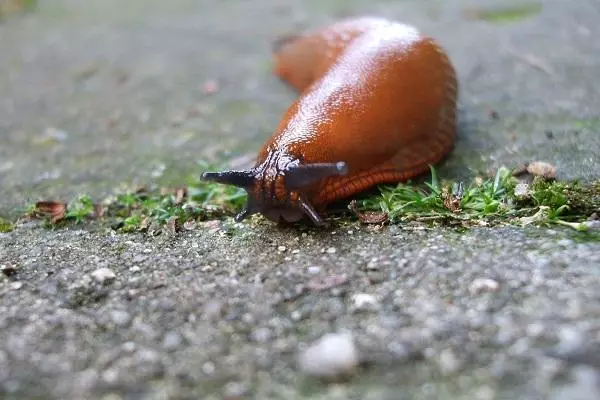 Slug pada dedaunan