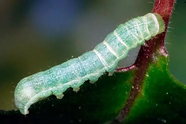 Caterpillars Sendok