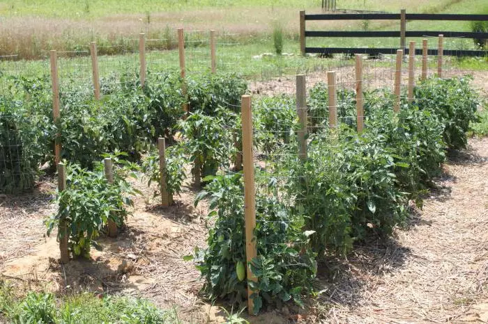 Zorg voor tomaten