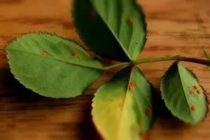 مورچا، لوک علاج اور کیمیائیوں سے گلاب پر عملدرآمد کیسے کریں