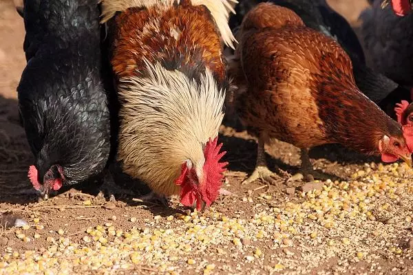 Alimentazione di uccelli