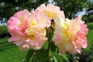 Descripción Rose Gloria di grado, aterrizaje, cultivo y cuidado.