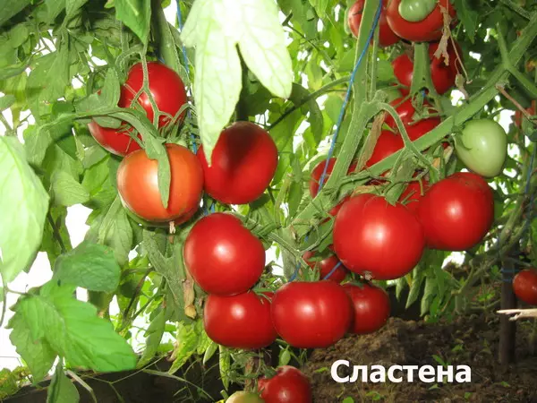 Sloga de tomate
