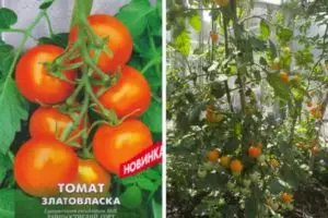Descrizione della varietà di pomodoro Zlatovlask e delle sue caratteristiche